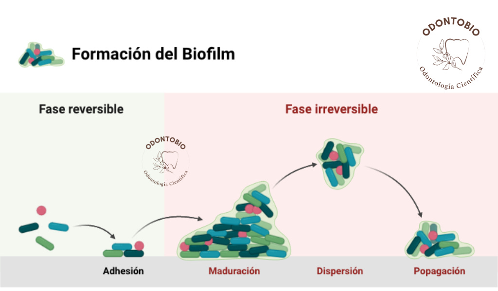¿Qué es el biofilm? - by OdontoBio