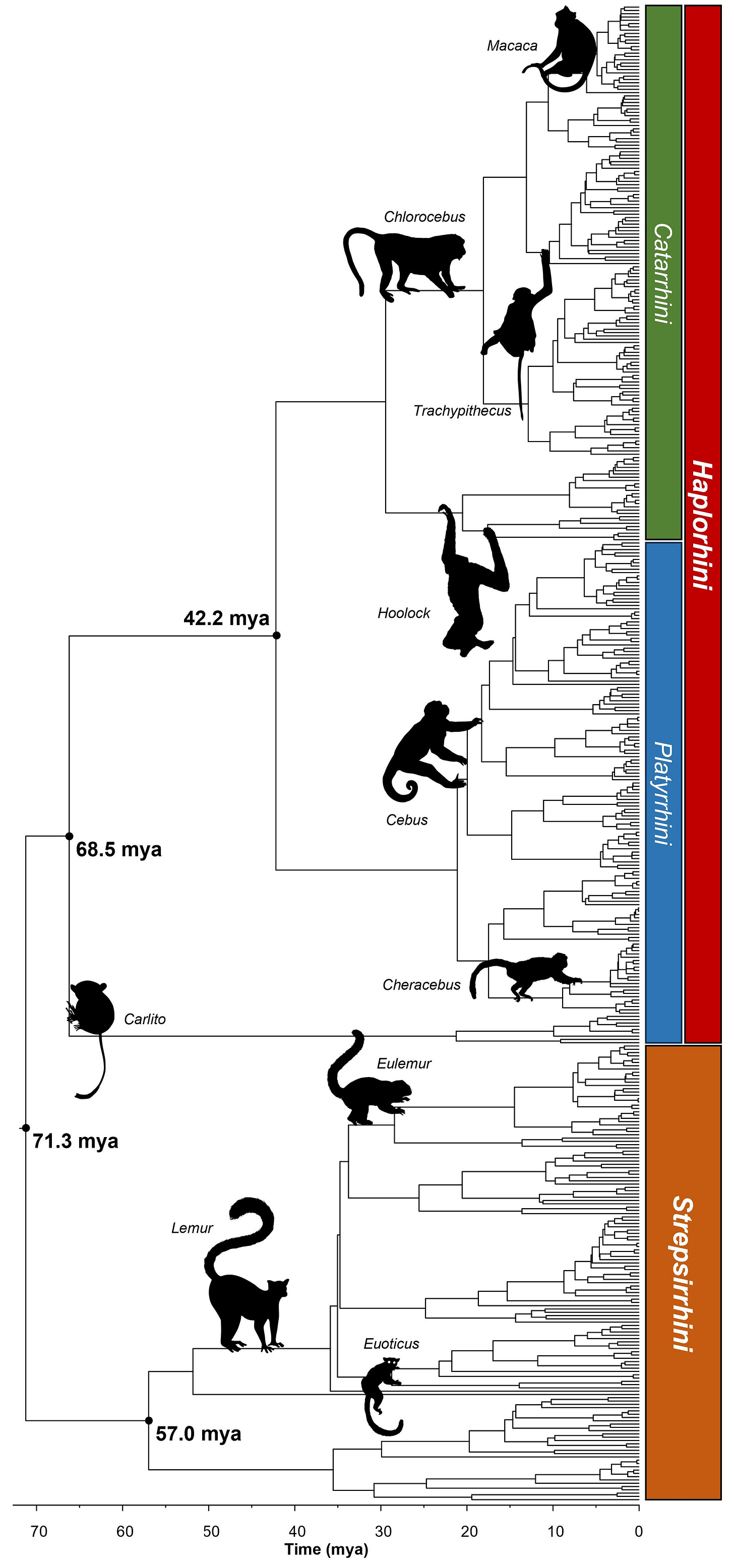 Completing the Evolutionary Tree of Primates: A New Lens on ...