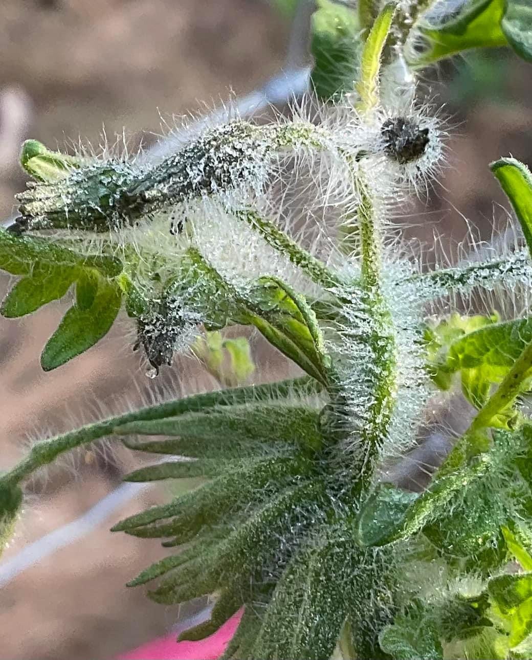 Tomato Trichomes - by Beverly Thomas