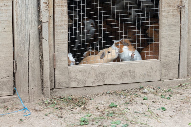 What does Peruvian Guinea Pig (Cuy) Tastes Like?