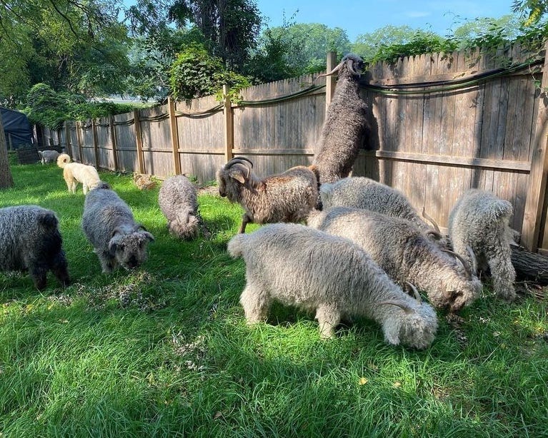 Breed Spotlight: Angora Goats – The Fiber of Elegance and Strength