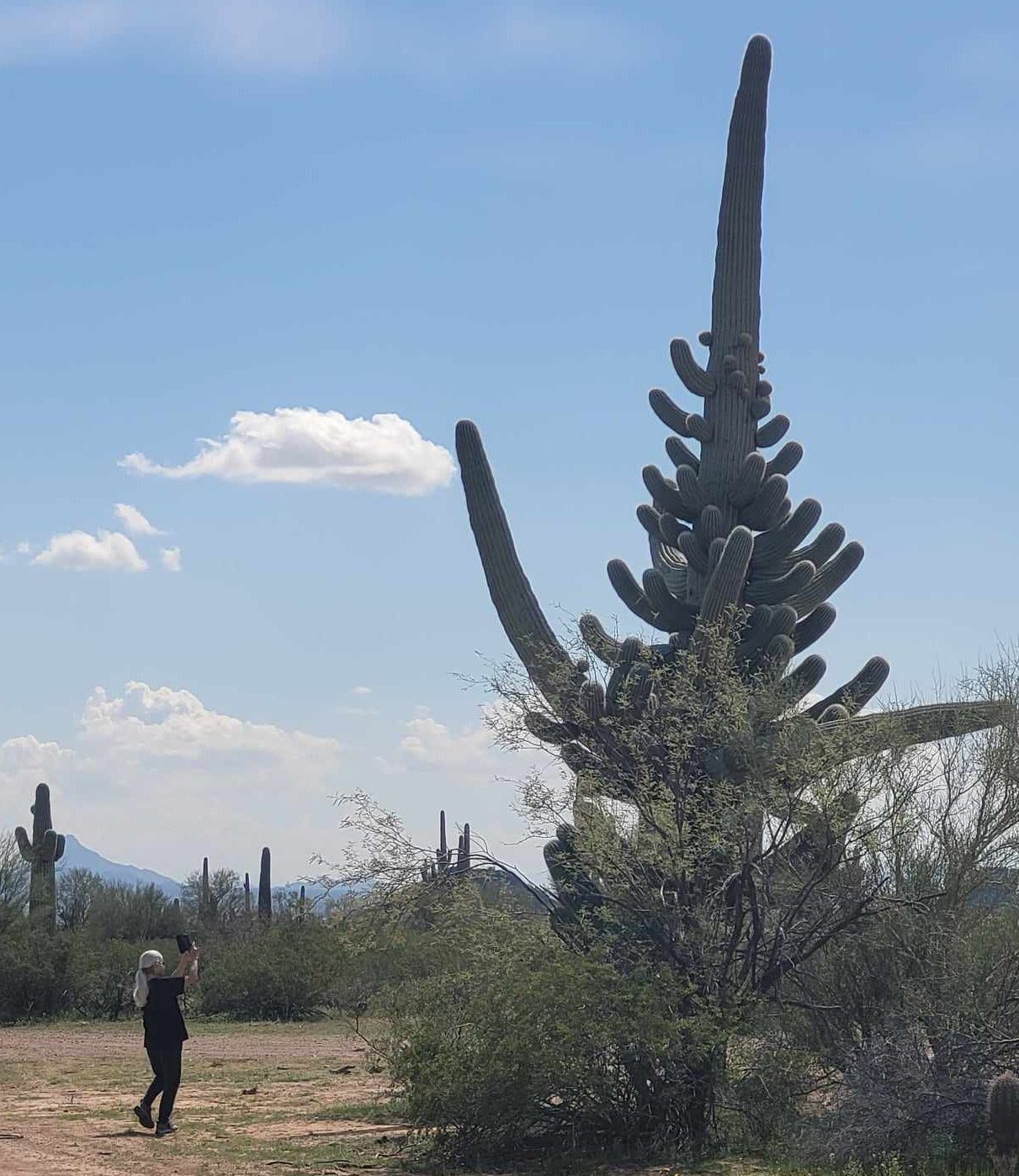 Exceptional Saguaros - by Jan Spell