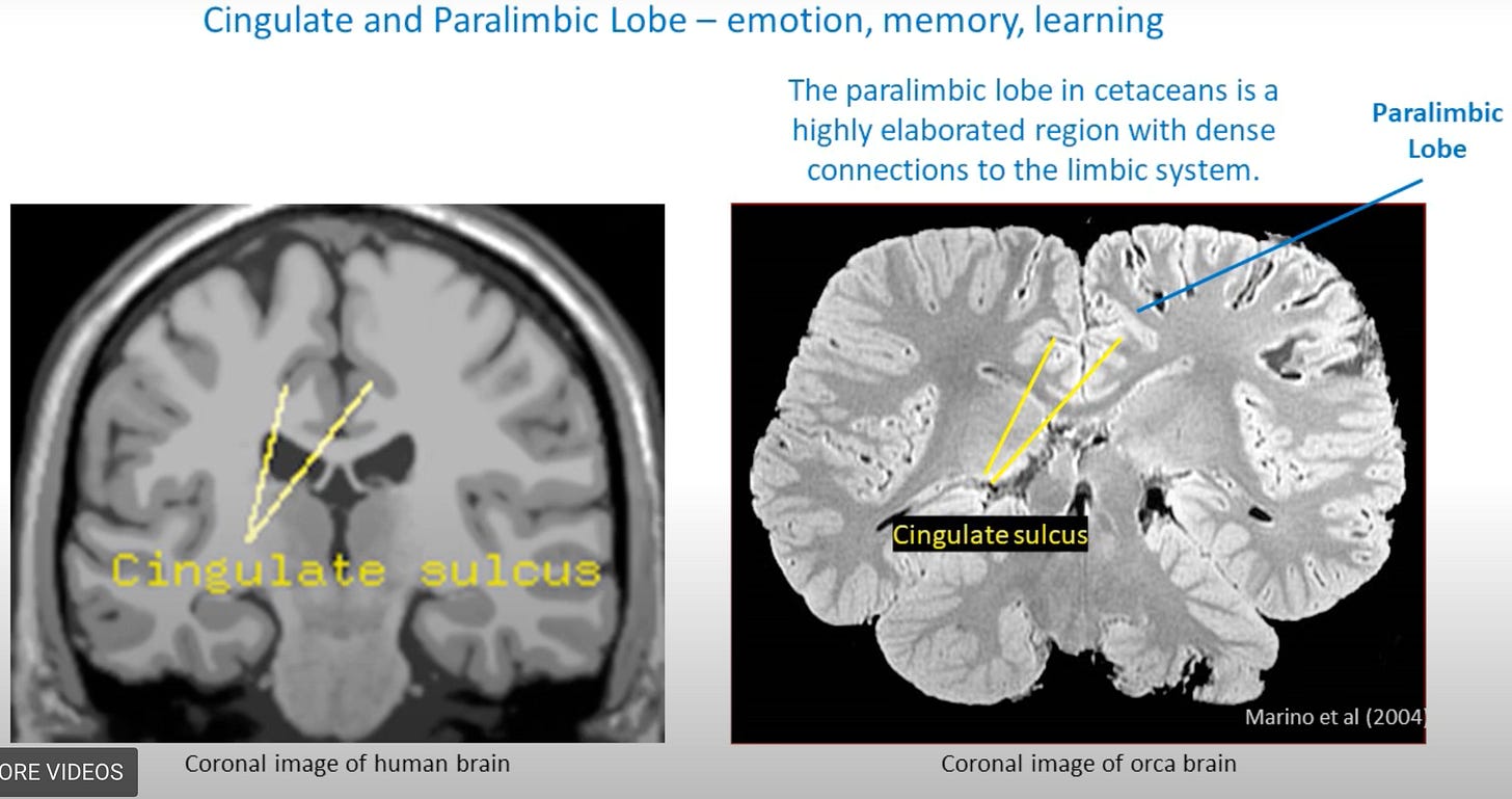 Do Orcas Think Like Humans? - by Prema Smith