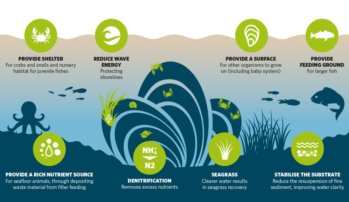 Regenerative Ocean Gardening, Kelp Farming and Marine Permaculture