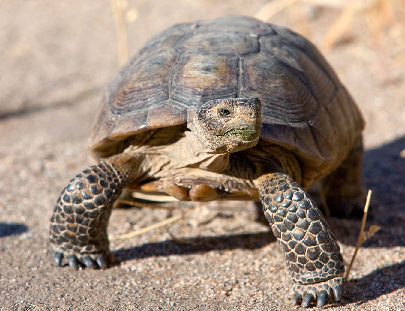 The Desert Tortoise’s New Endangered Status
