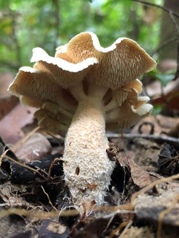 Mysteries in the Malaysian Forest: A Tour of Odd Mushrooms - Part I