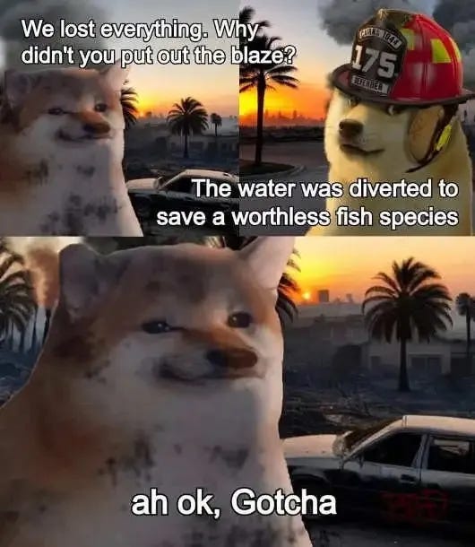 Ann Barnhardt Meme Barrage - Edwin’s Newsletter #1