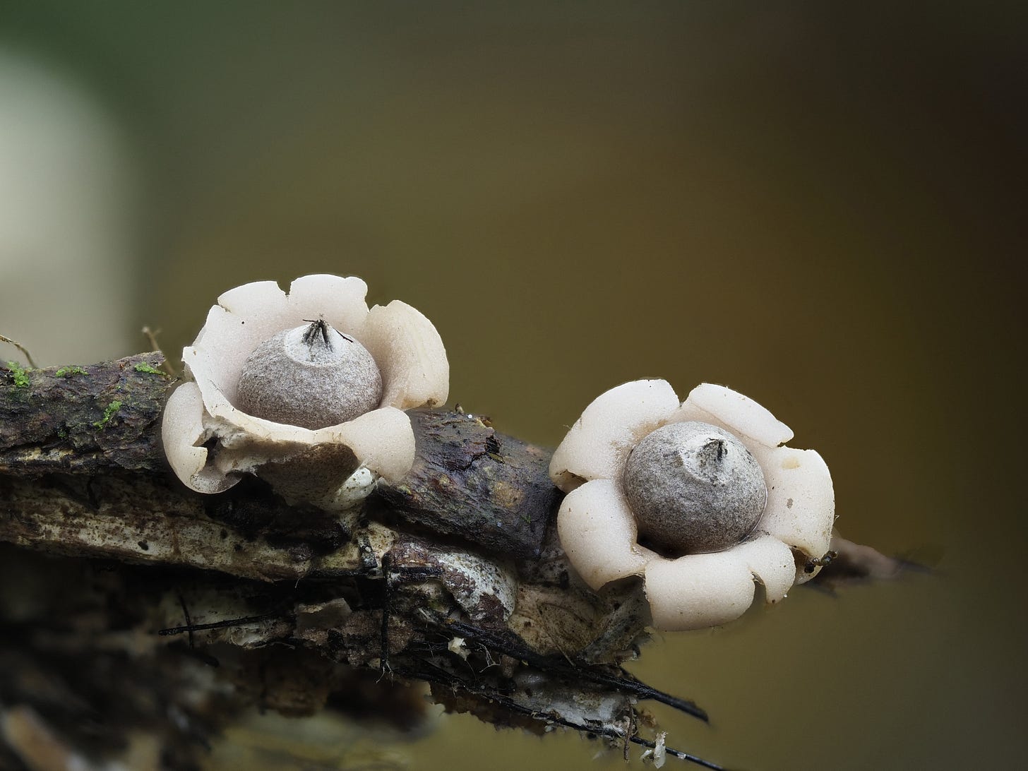 Mysteries in the Malaysian Forest: A Tour of Odd Mushrooms - Part II