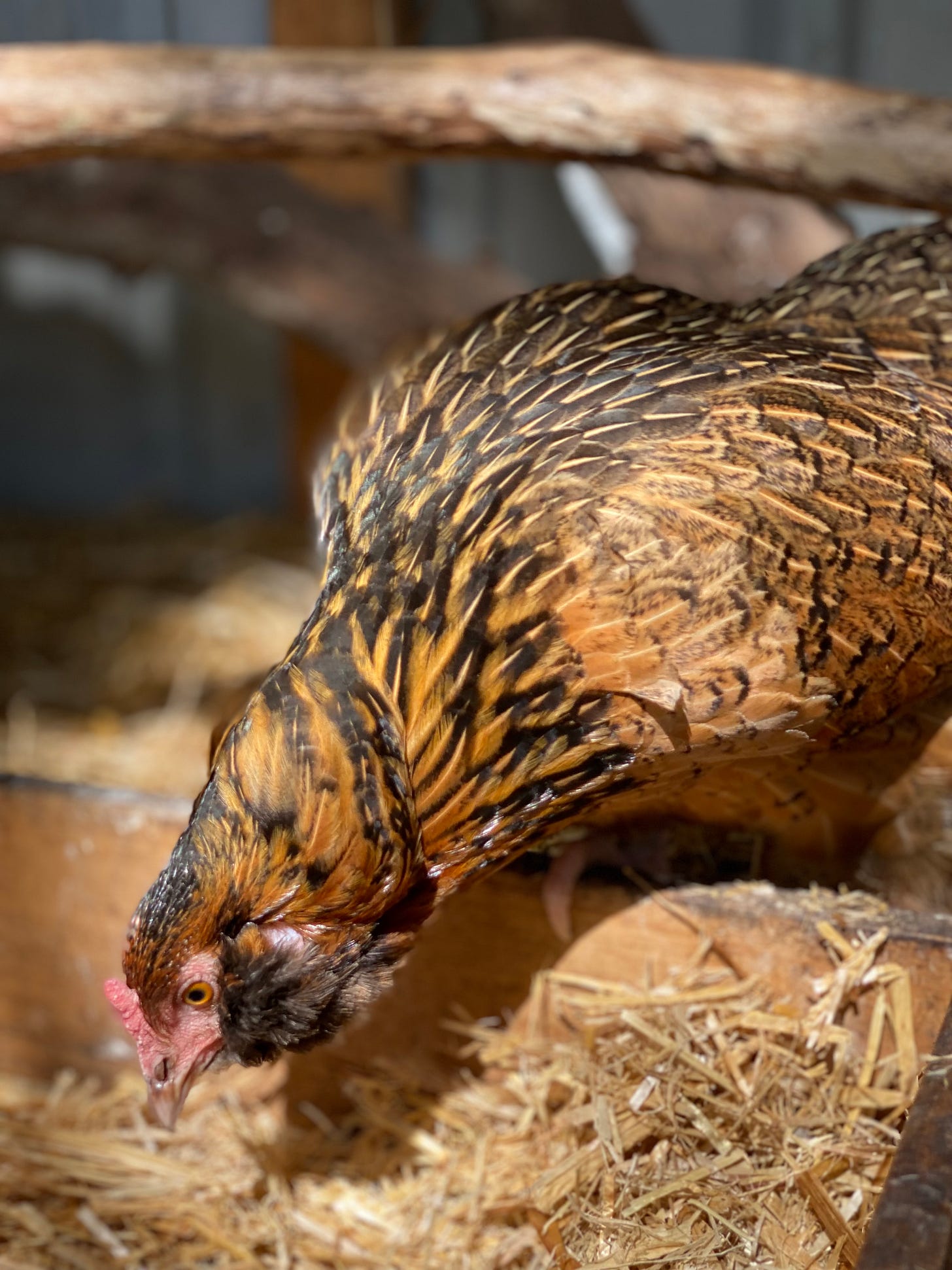 Pecking order - by Max Brearley - Between Meals