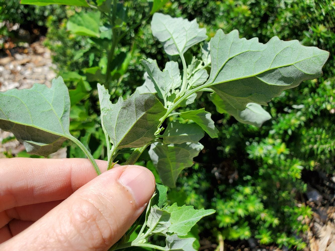 Fat Hen/Goosefoot - by J.P. - Bush Food Forager