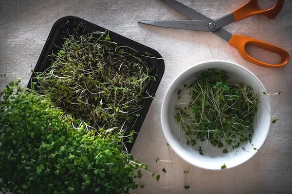 How to Grow Sprouts (& Microgreens) - by Ashley Adamant