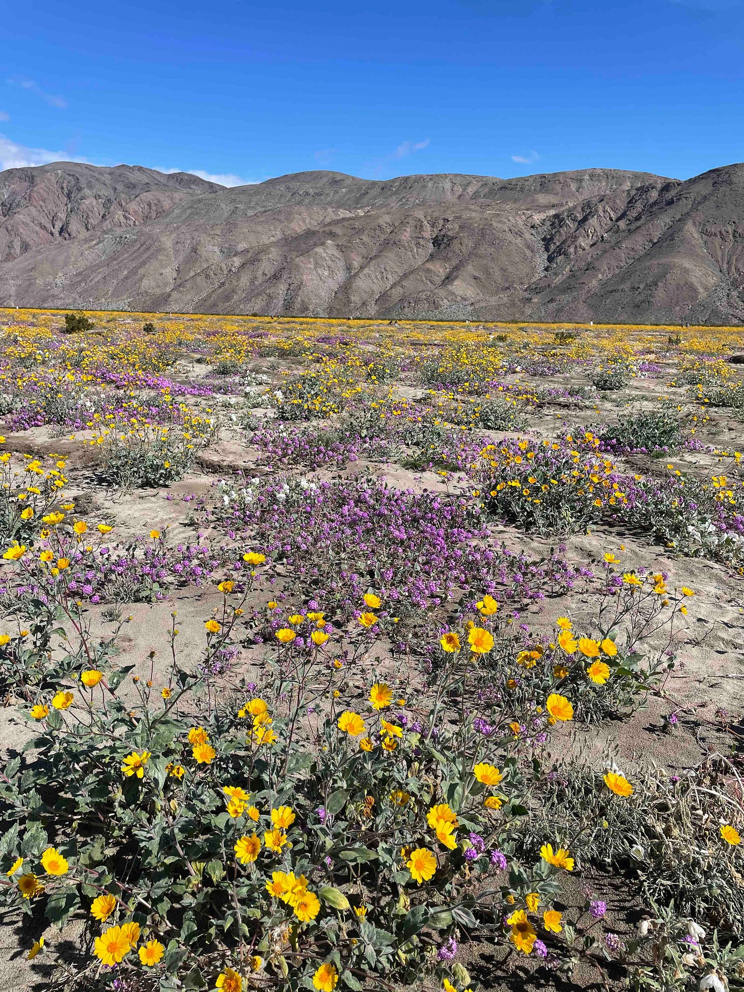 Camping Trip: Anza-Borrego Desert State Park