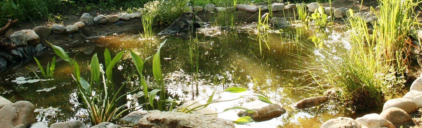 Balkan Ecology Project : Wildlife Pond Design, Planting and Management