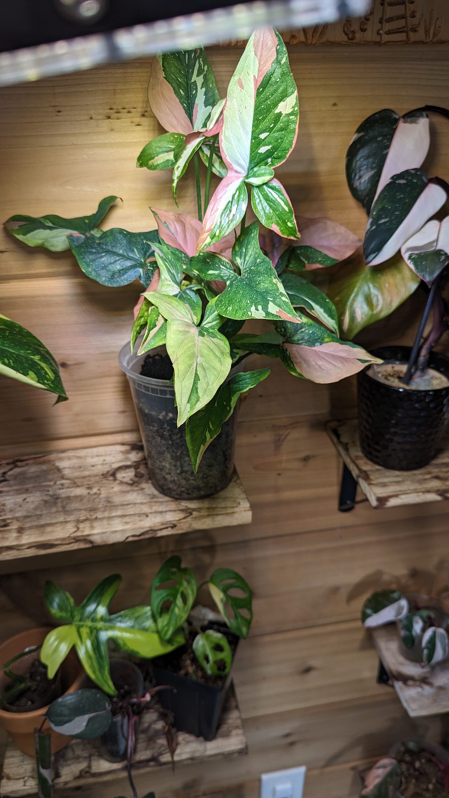 My favorite super-easy plants - by Zawn Villines