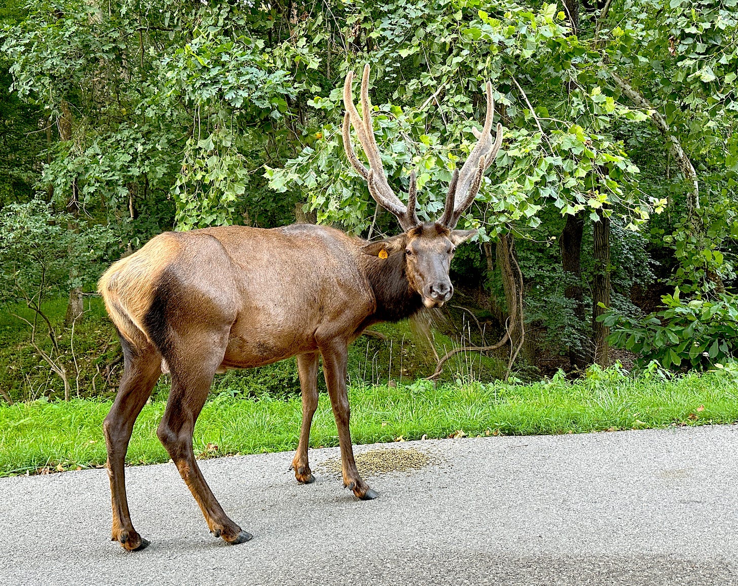 How a single animal changed history: The history of Lone Elk Park in St ...