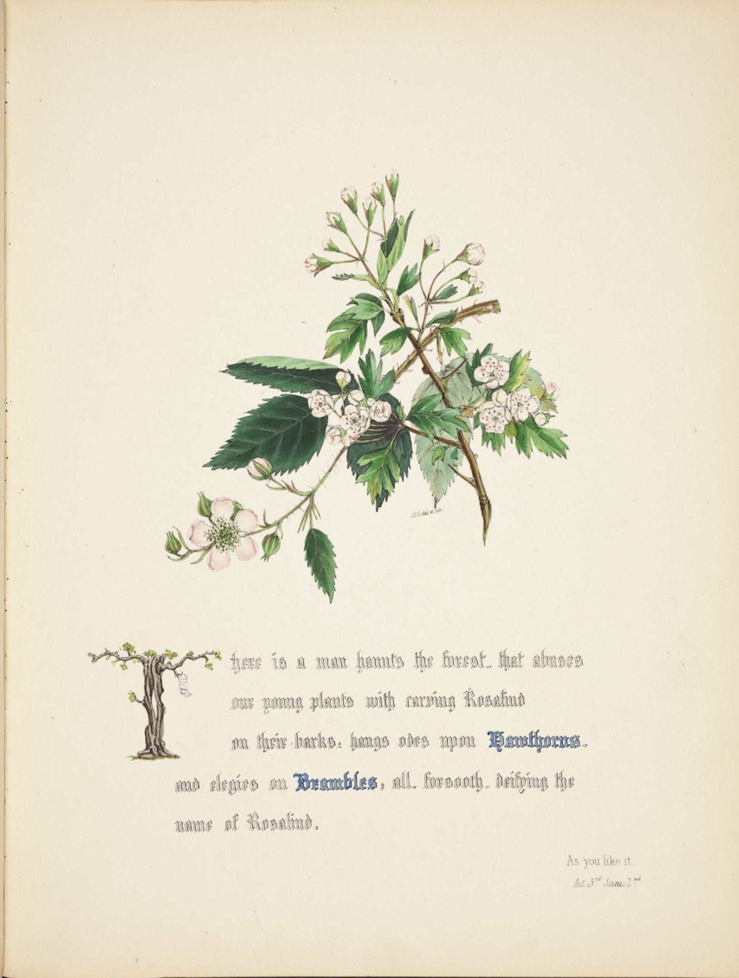 The Shakespeare Garden: Jane Elizabeth Giraud's Posies and Elizabethan ...