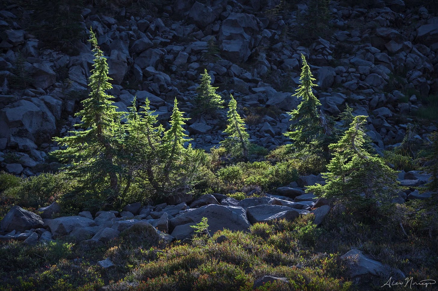 Alex Noriega - PHOTOSNACK