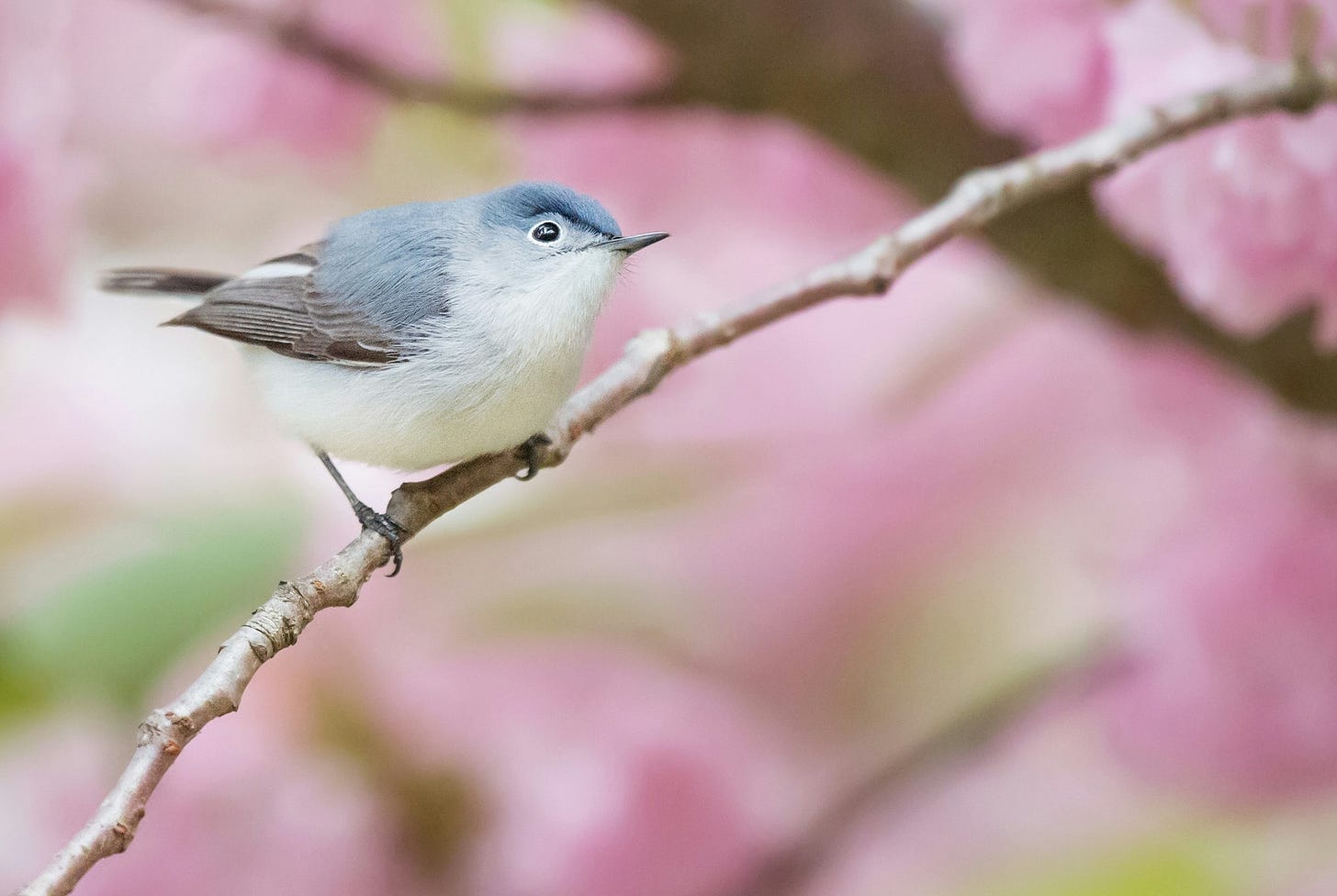 'Spring is Sprung, the Grass is Riz*' - by Tracy