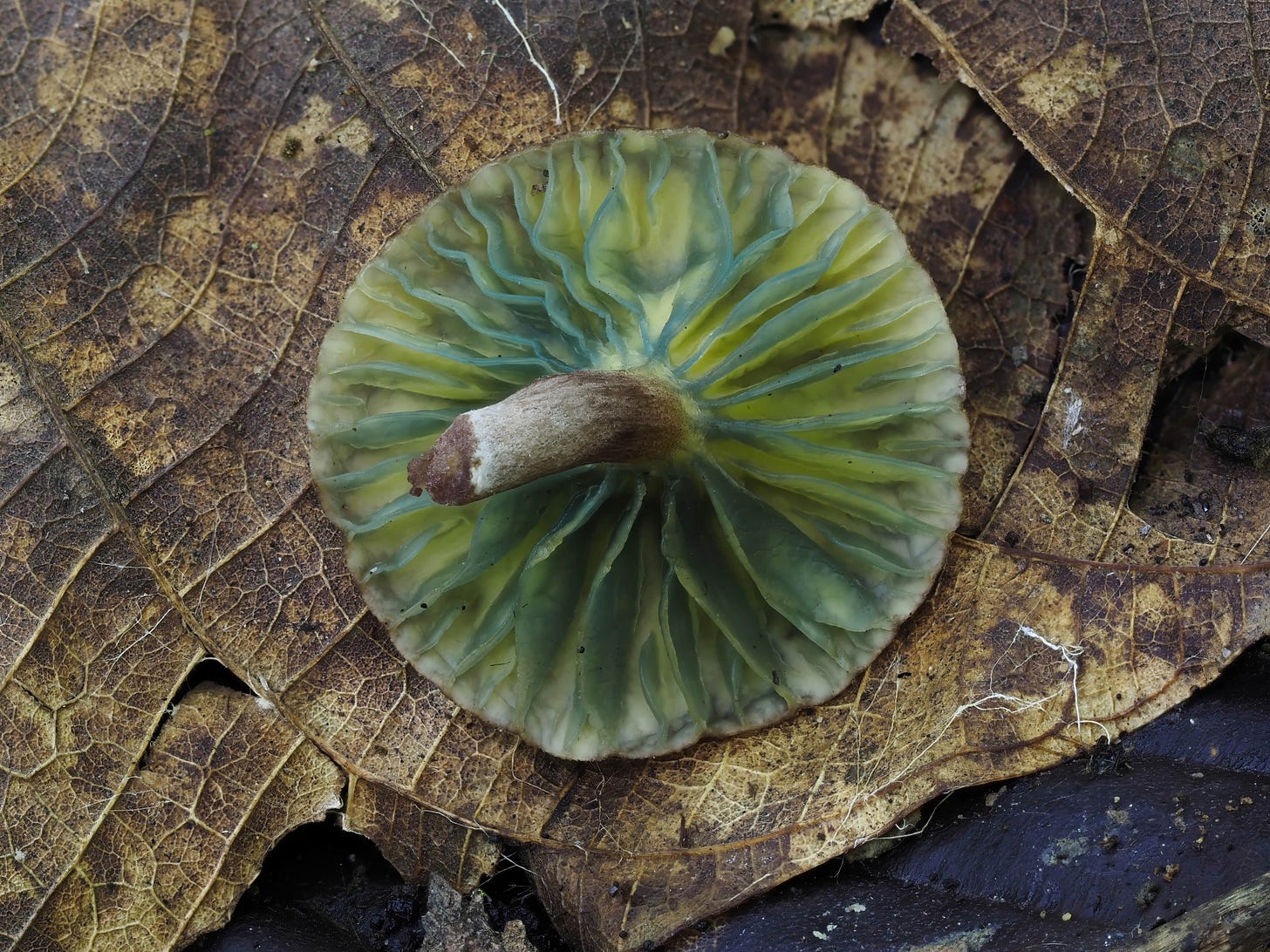 Monsoon Mushrooms: Two-Wheeled Adventures in Northern Thailand - Part III