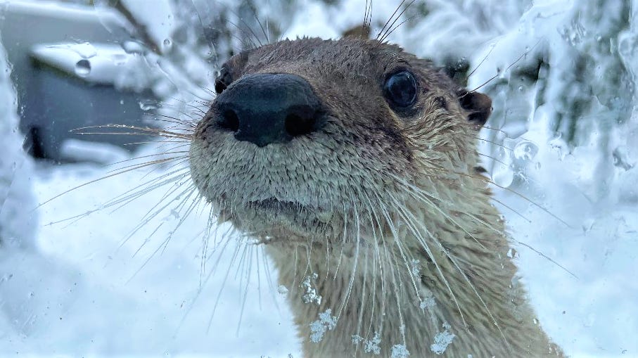 See how many more zoo animals have “died suddenly” in just the last ...