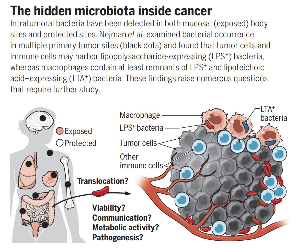 The fascinating and evolving story of bacteria and cancer