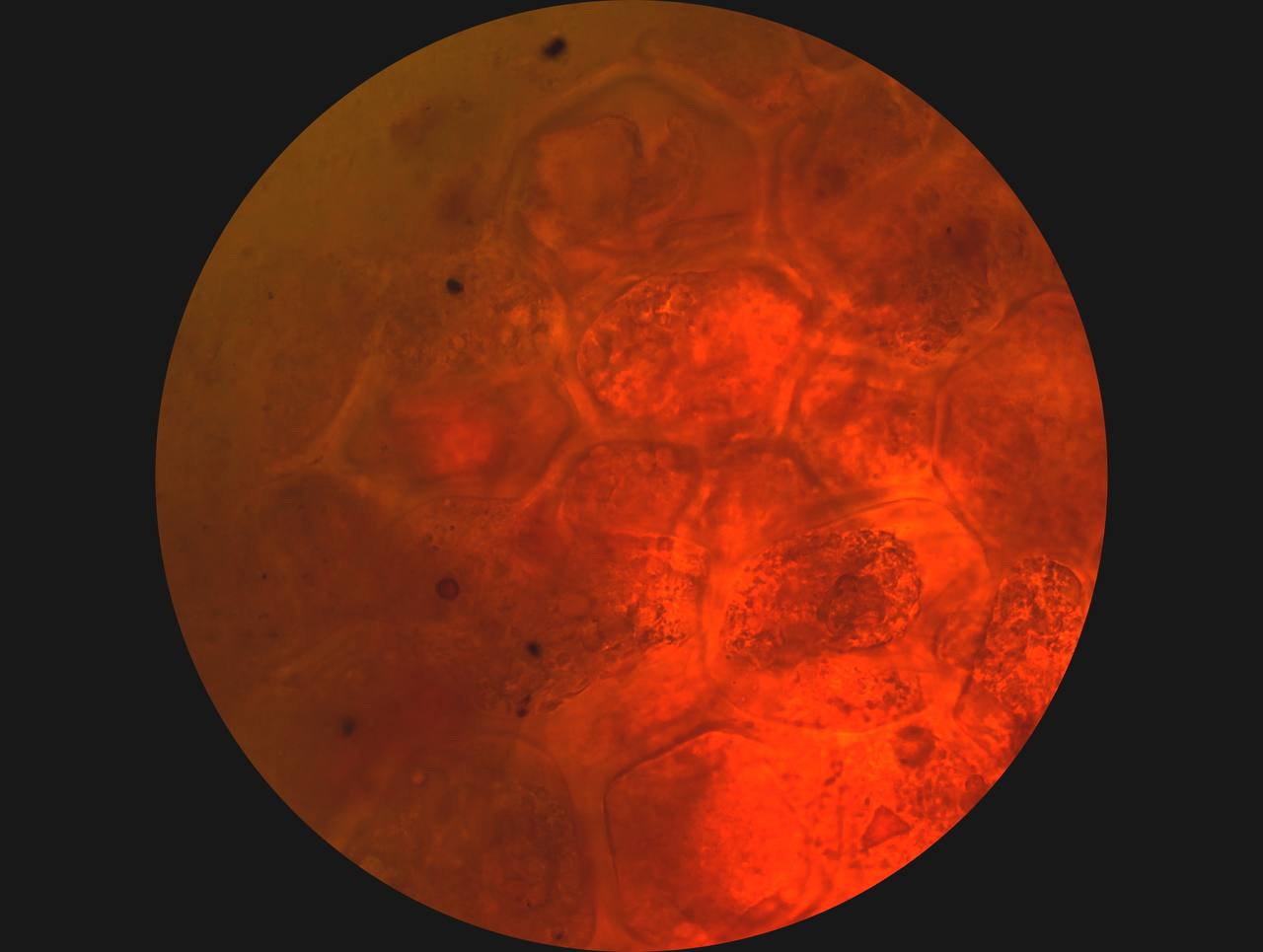 The resonance of snakeskin - HopeGirl Blog