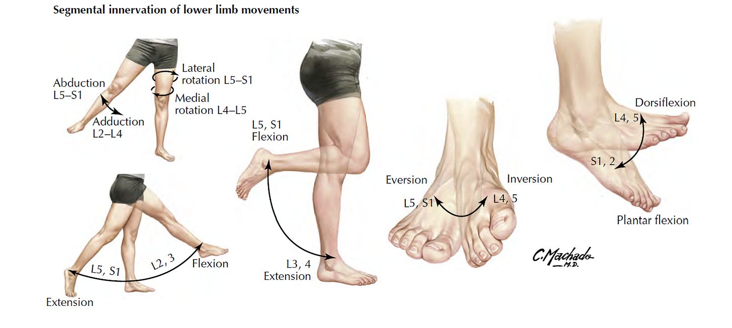 the butchering art - by Vicky O - Victoria's Anatomy