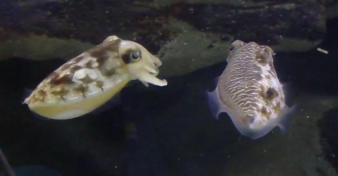 The Cuttlefish Strategy