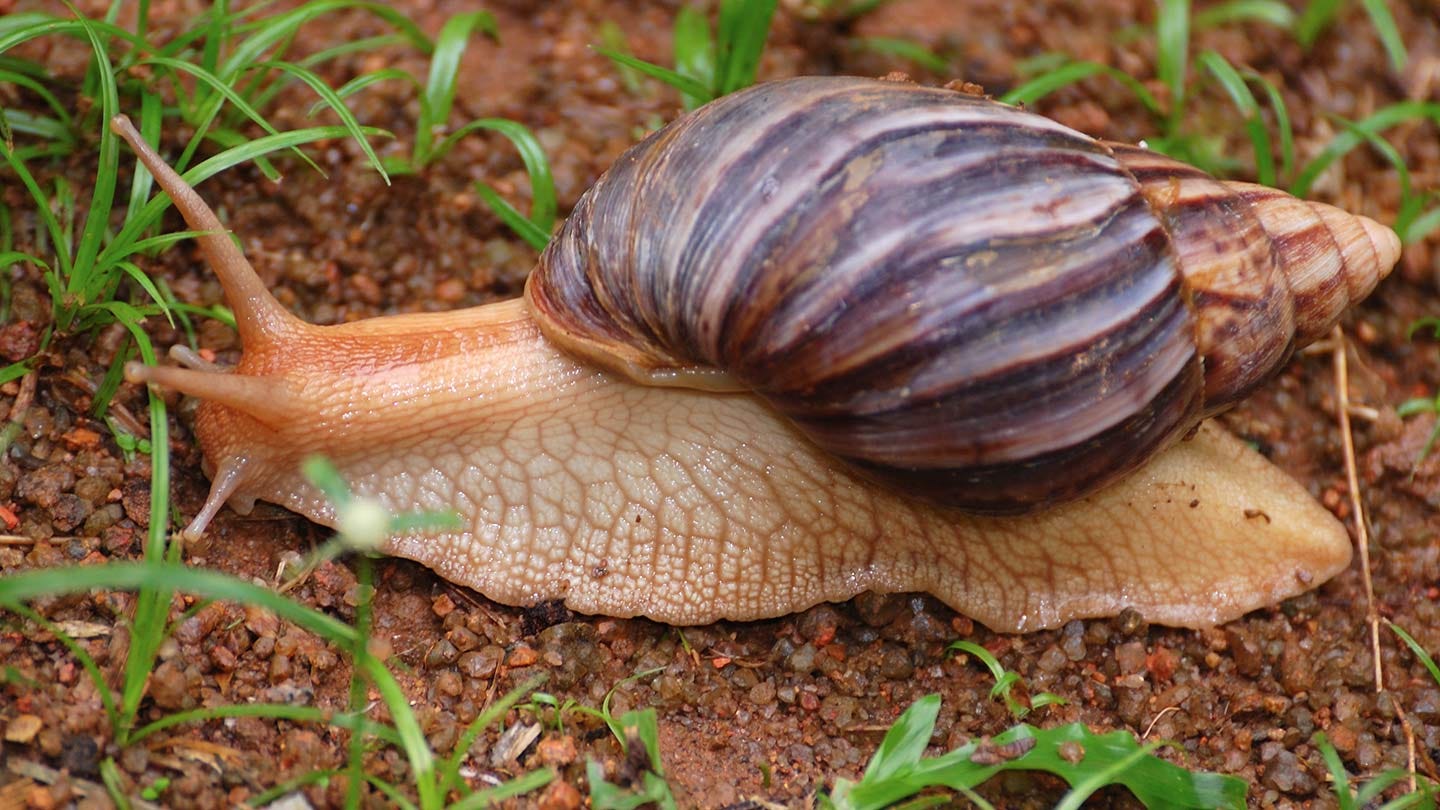 Ancient humans were eating giant land snails as far back as 170,000 ...