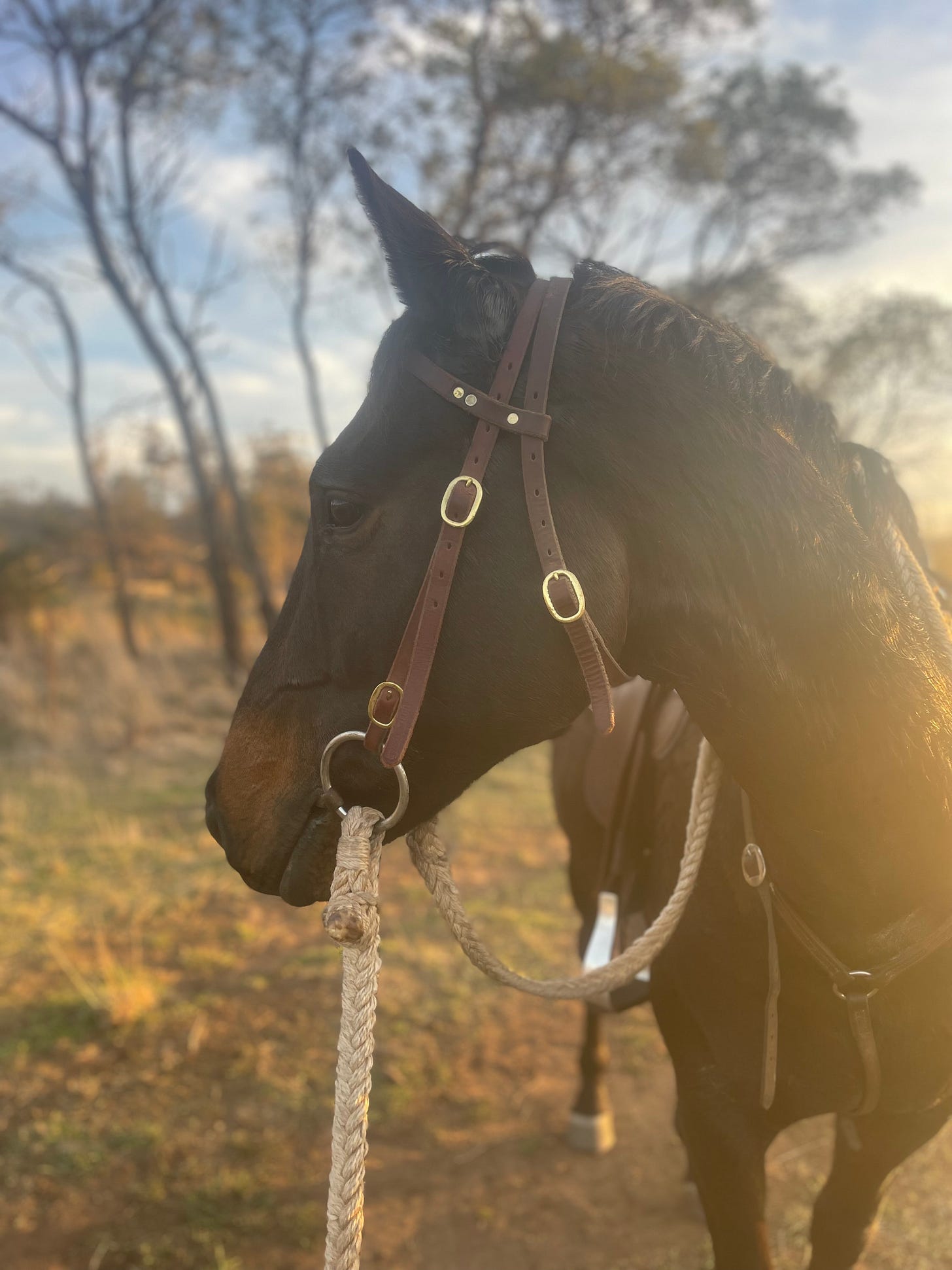 The Sit Spot | Maggie Mackellar | Substack