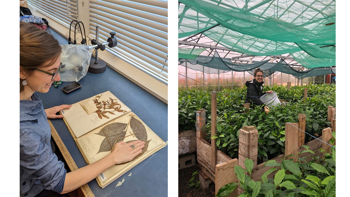 🎧 Teatime with biocultural collections expert Aurora Prehn