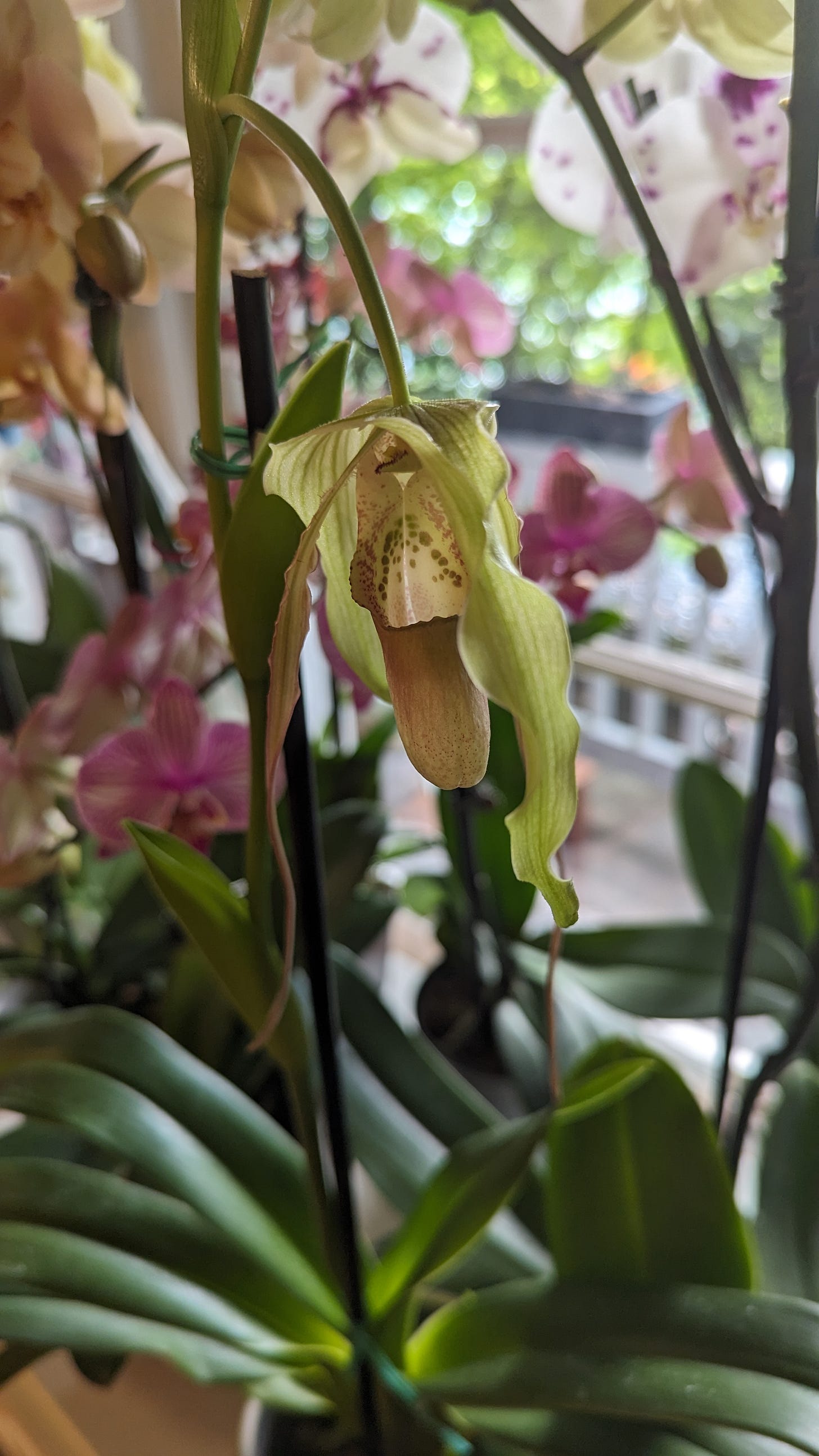 My favorite super-easy plants - by Zawn Villines