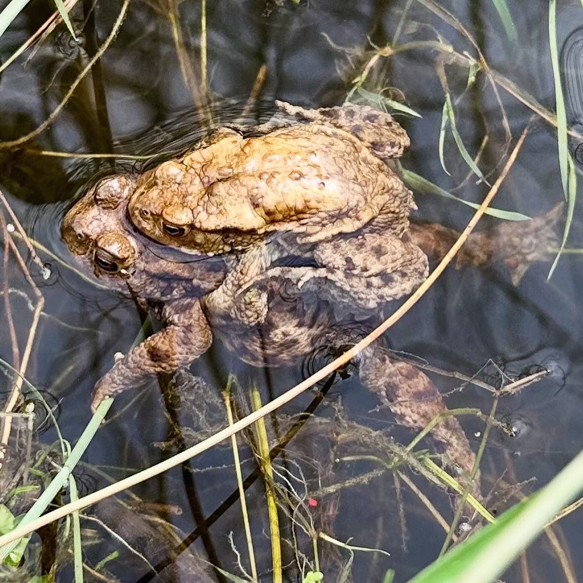 Springtime, frogs, and happiness - by Jo Wimpenny