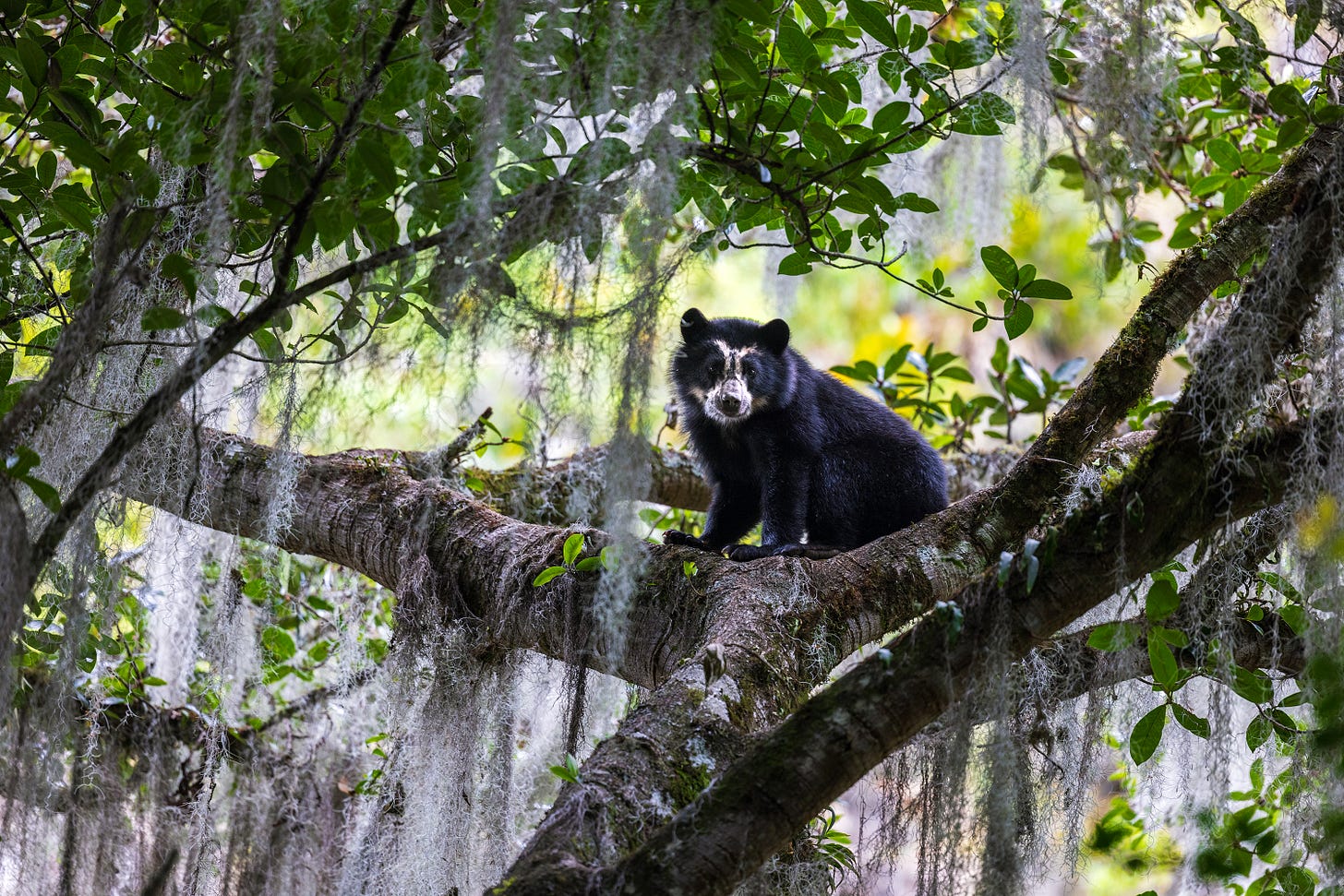 The most profound bear experience | The Wildlife Collective