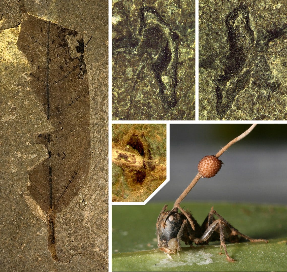 Zombie Apocalypse of the Insect World: A Closer Look at Cordyceps