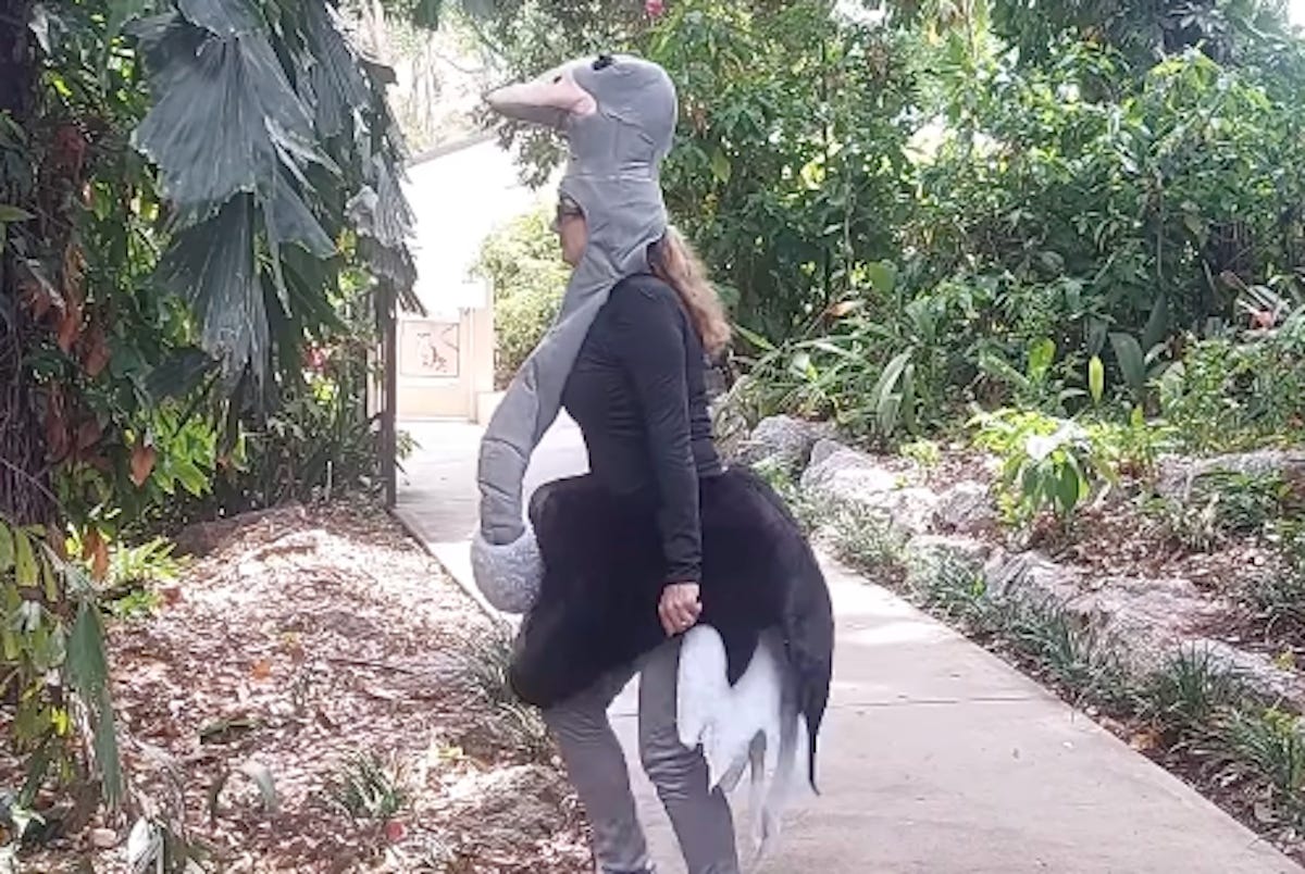 Human dressed as an ostrich caused chaos at an Australia zoo