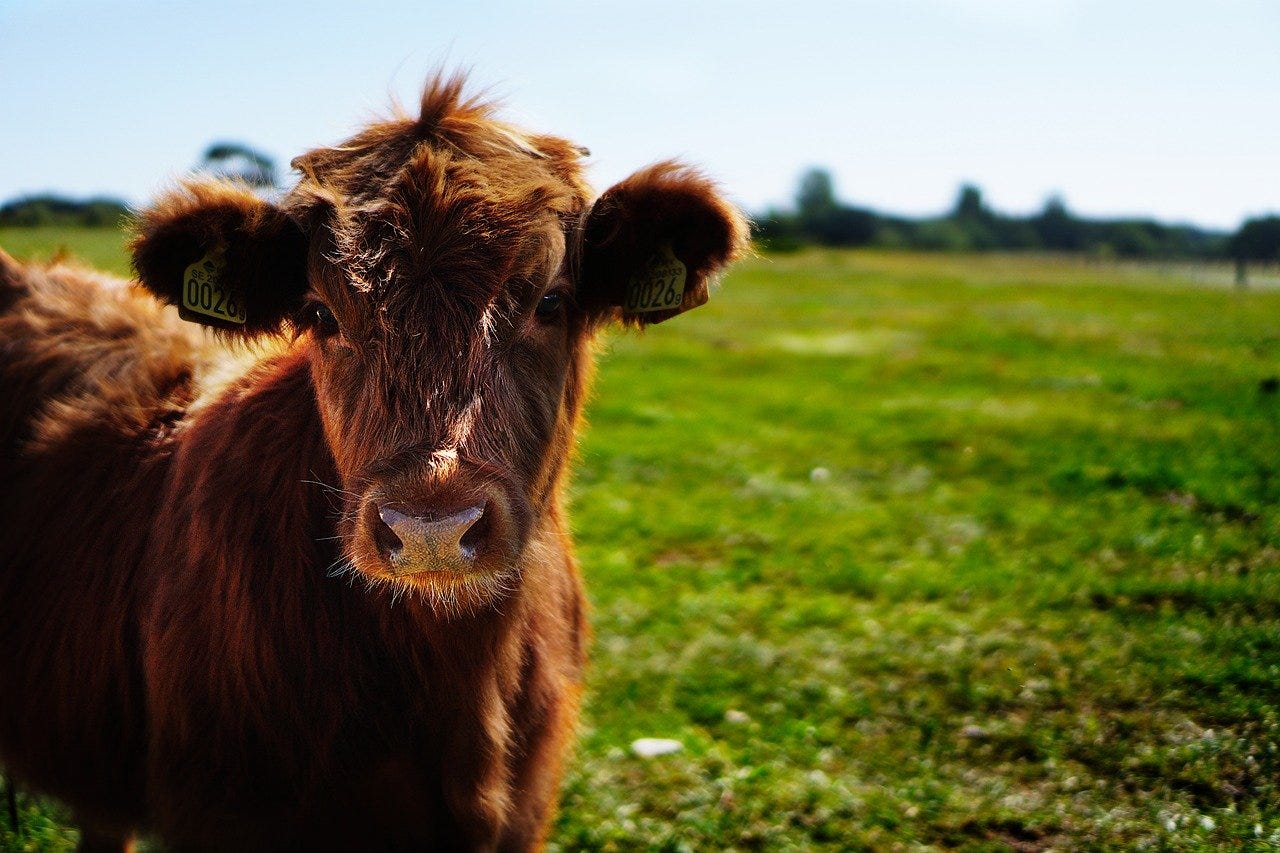 The Fattened Calf - by Revd Samuel S. Thorp