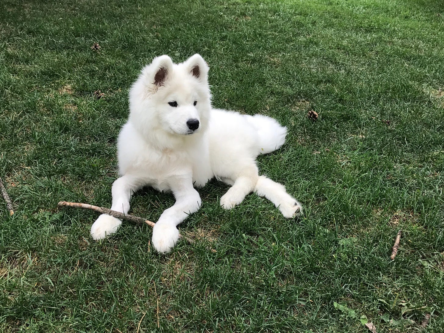 Perspectives, Probabilities & Polemics - by Stuart Loren