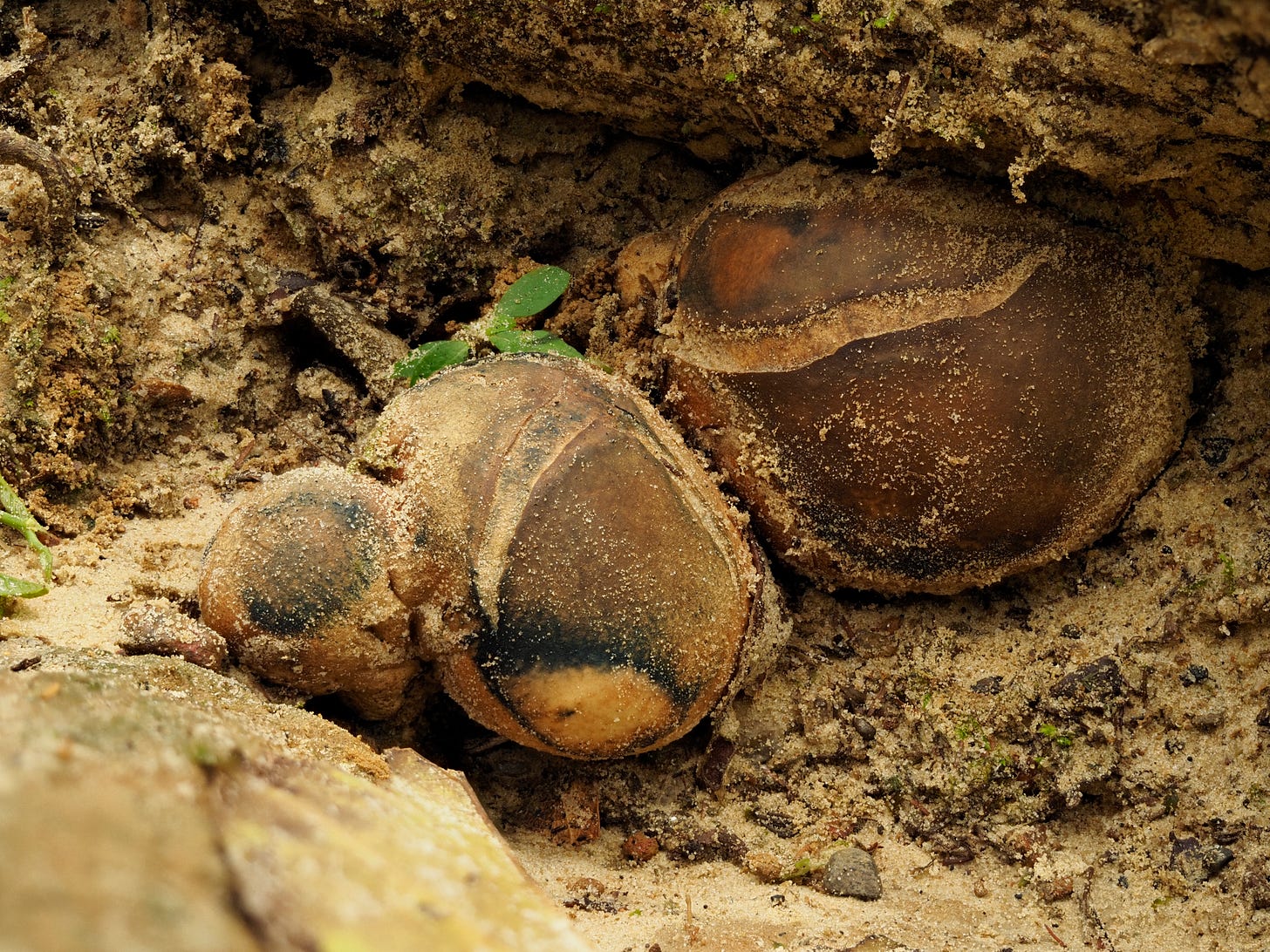 Mushroom Hunting at Khao Phanom Bencha National Park | Krabi, Thailand