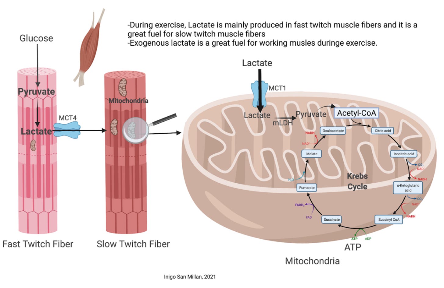 Entrenamiento en Zona 2. Objetivo: la vida | Dr. Oriol Roda