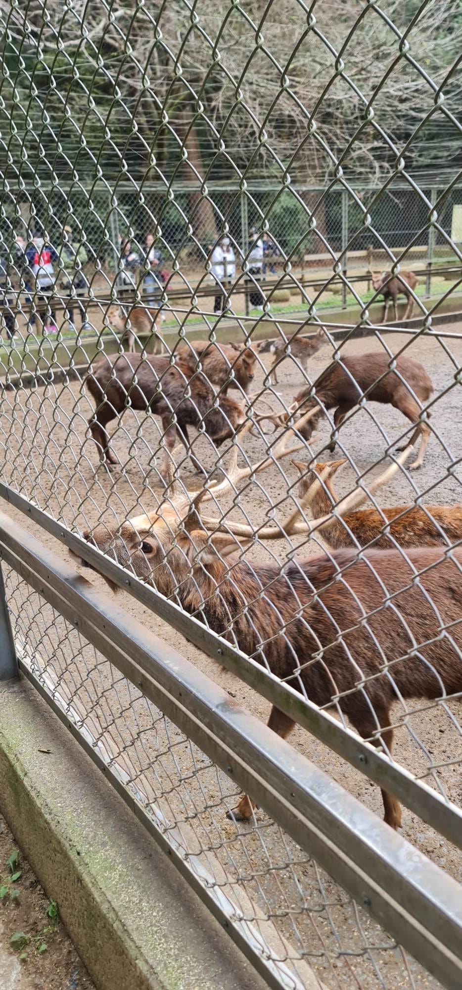 The ritual of being a Kashima Antlers Fan and my first J League experience