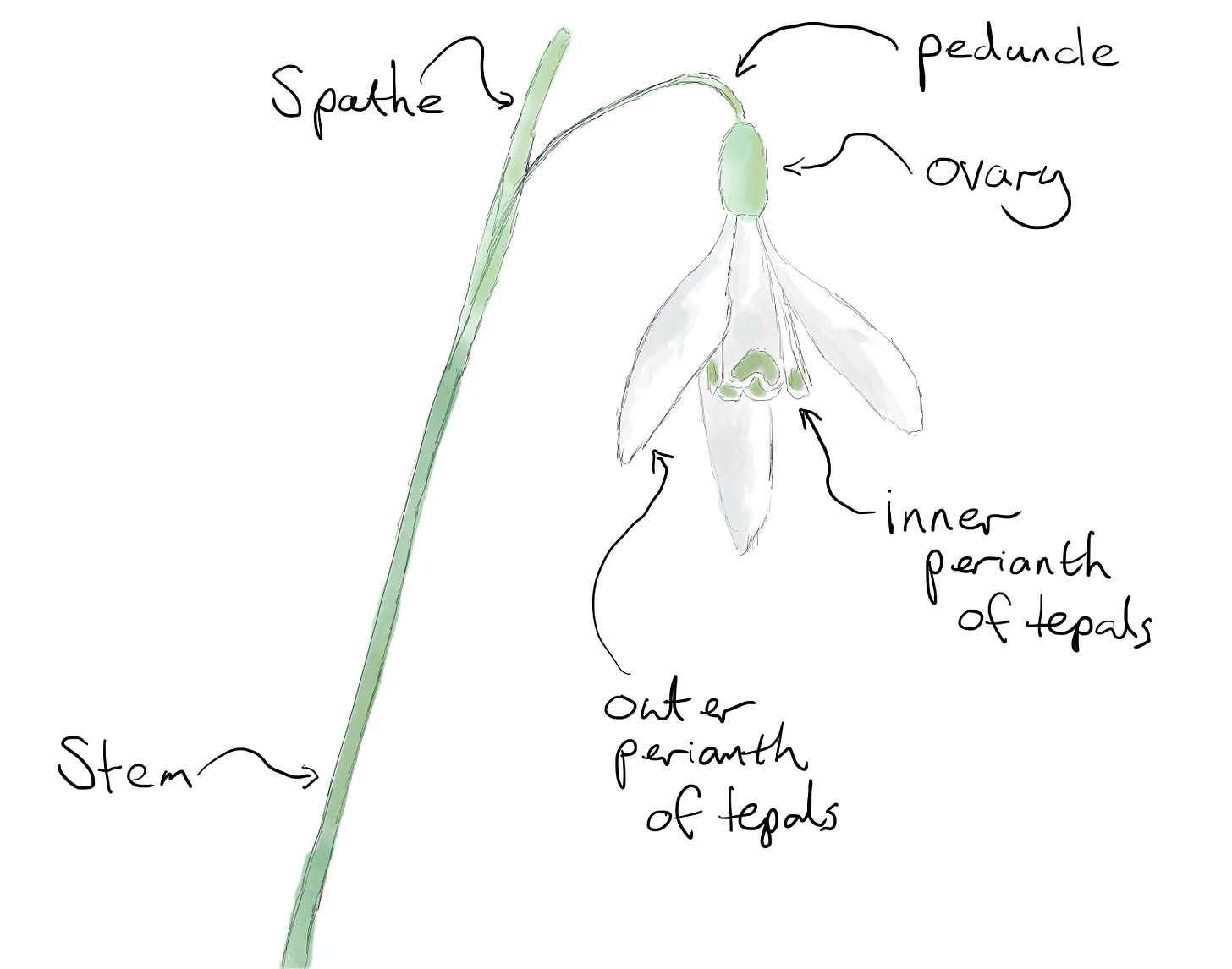 PETAL, SEPAL OR TEPAL?