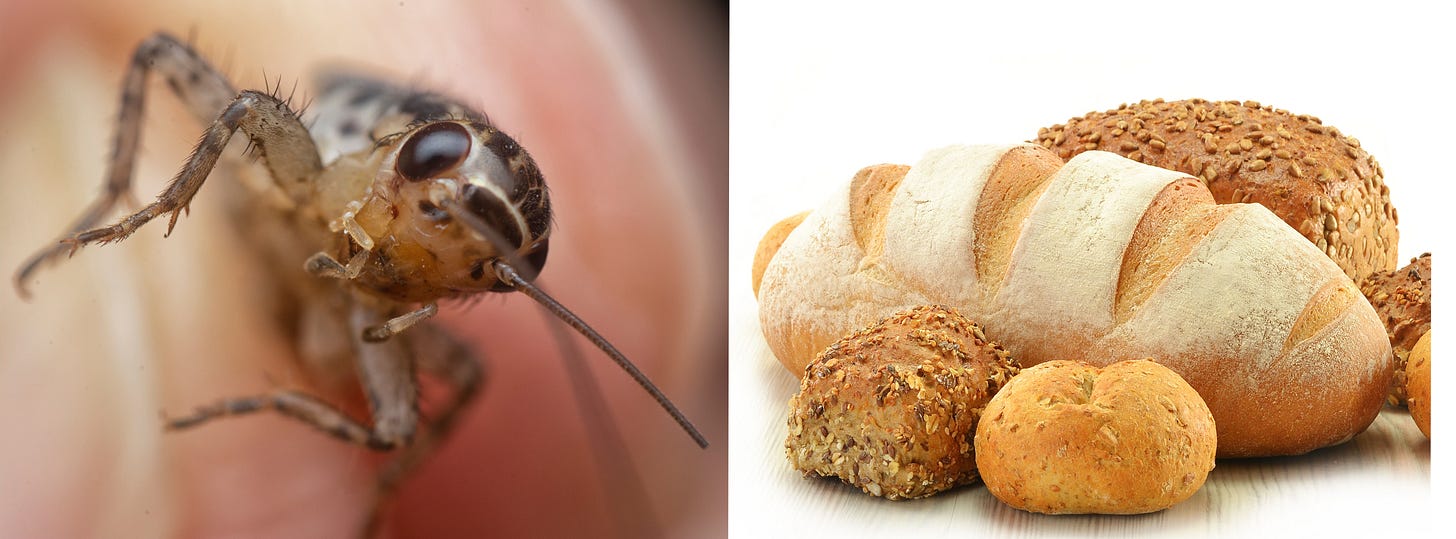 Is that a cricket in my bread? - by Laura Dodsworth