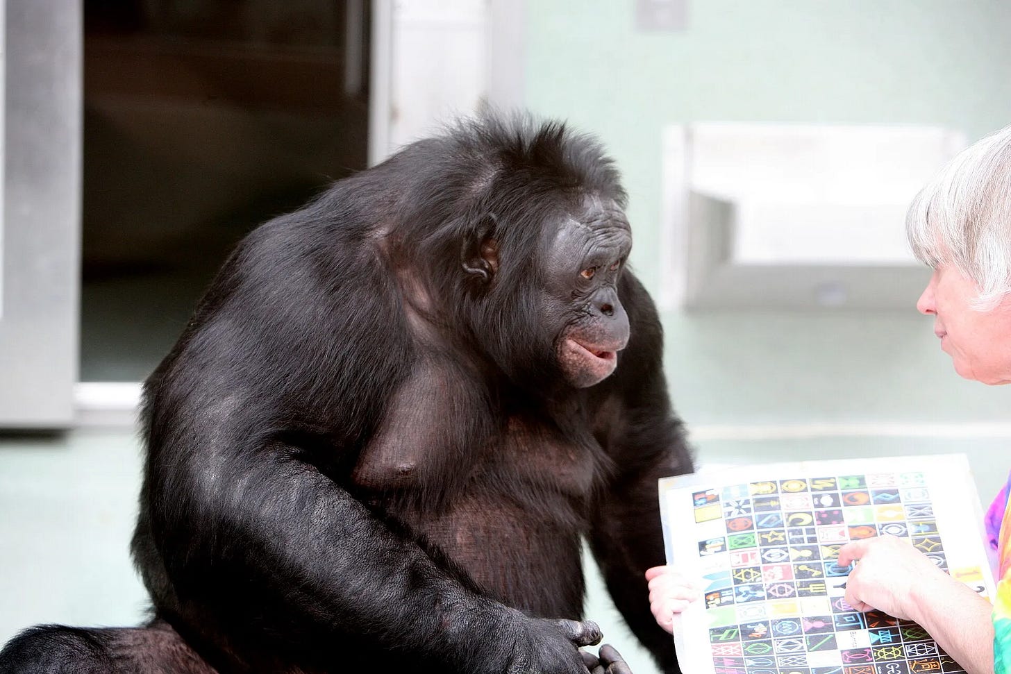 Did Kanzi the bonobo understand language?