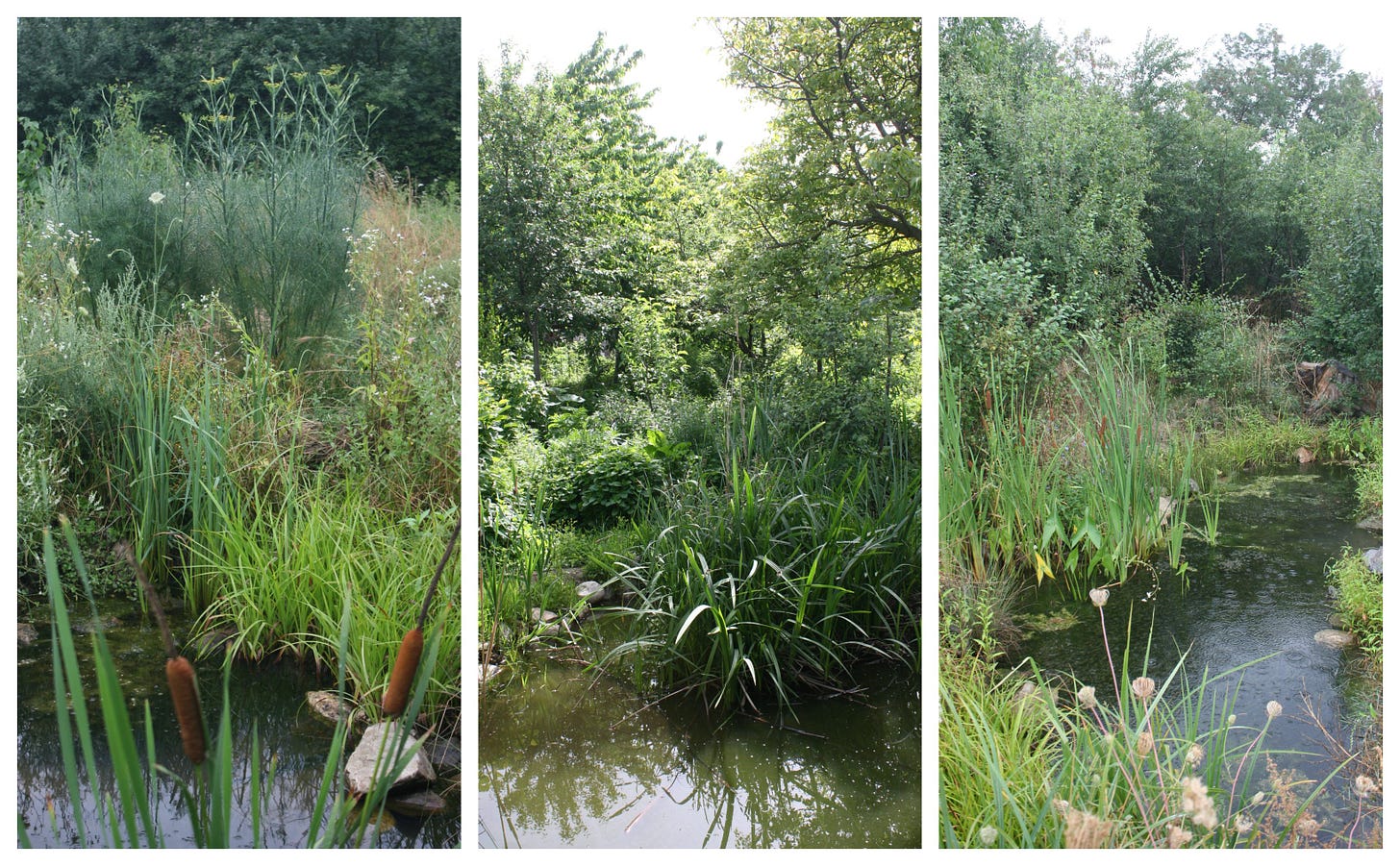 Balkan Ecology Project : Wildlife Pond Design, Planting and Management