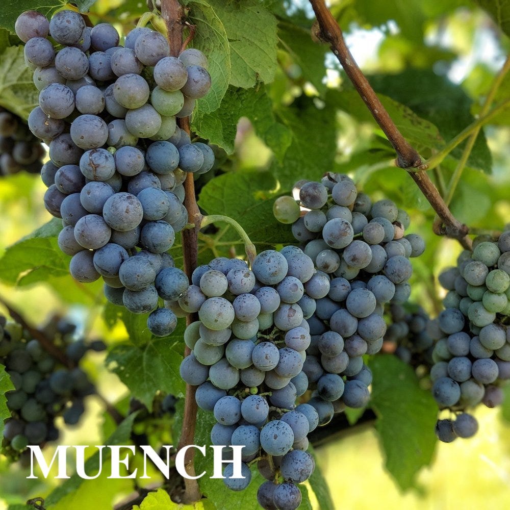 Indigenous American Grapes: Proof of Concept - by Tom Wark