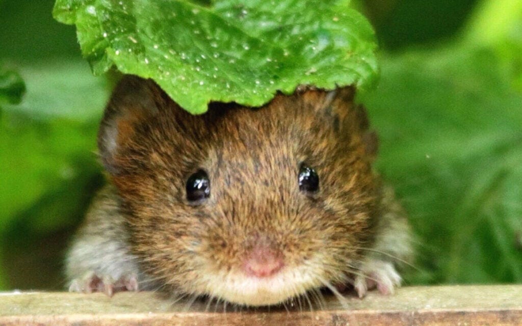 The British Field Vole - A Tiny Foot Soldier in the Fight for Smaller ...