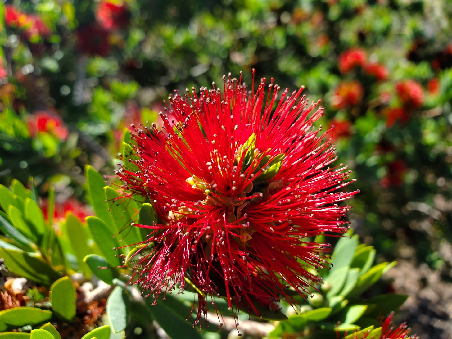 Wanderings in Whadjuk Country - by J.P. - Bush Food Forager