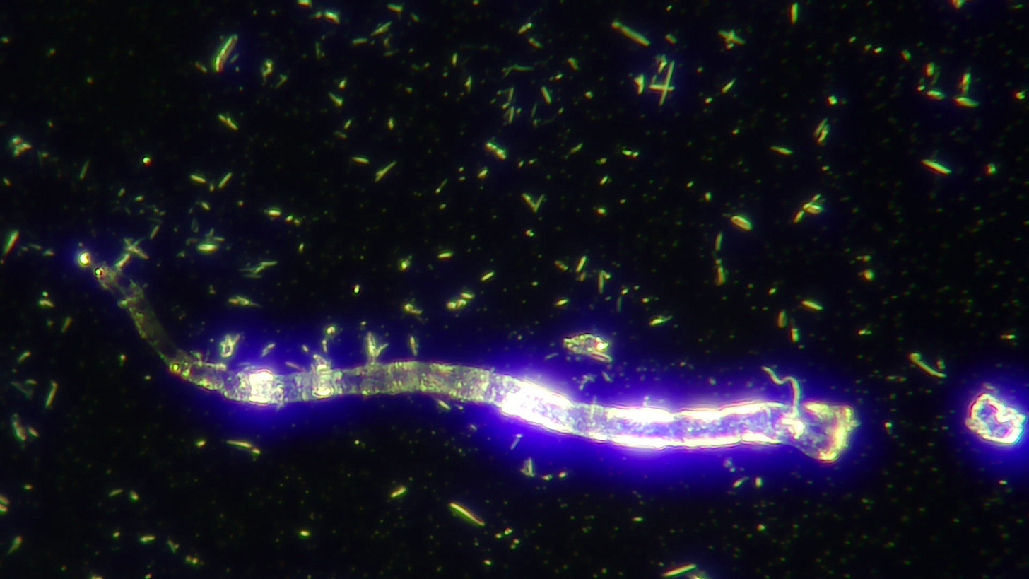 Coke, Pepsi, Evian, Fiji Water, Coconut Water & a Steak under the ...