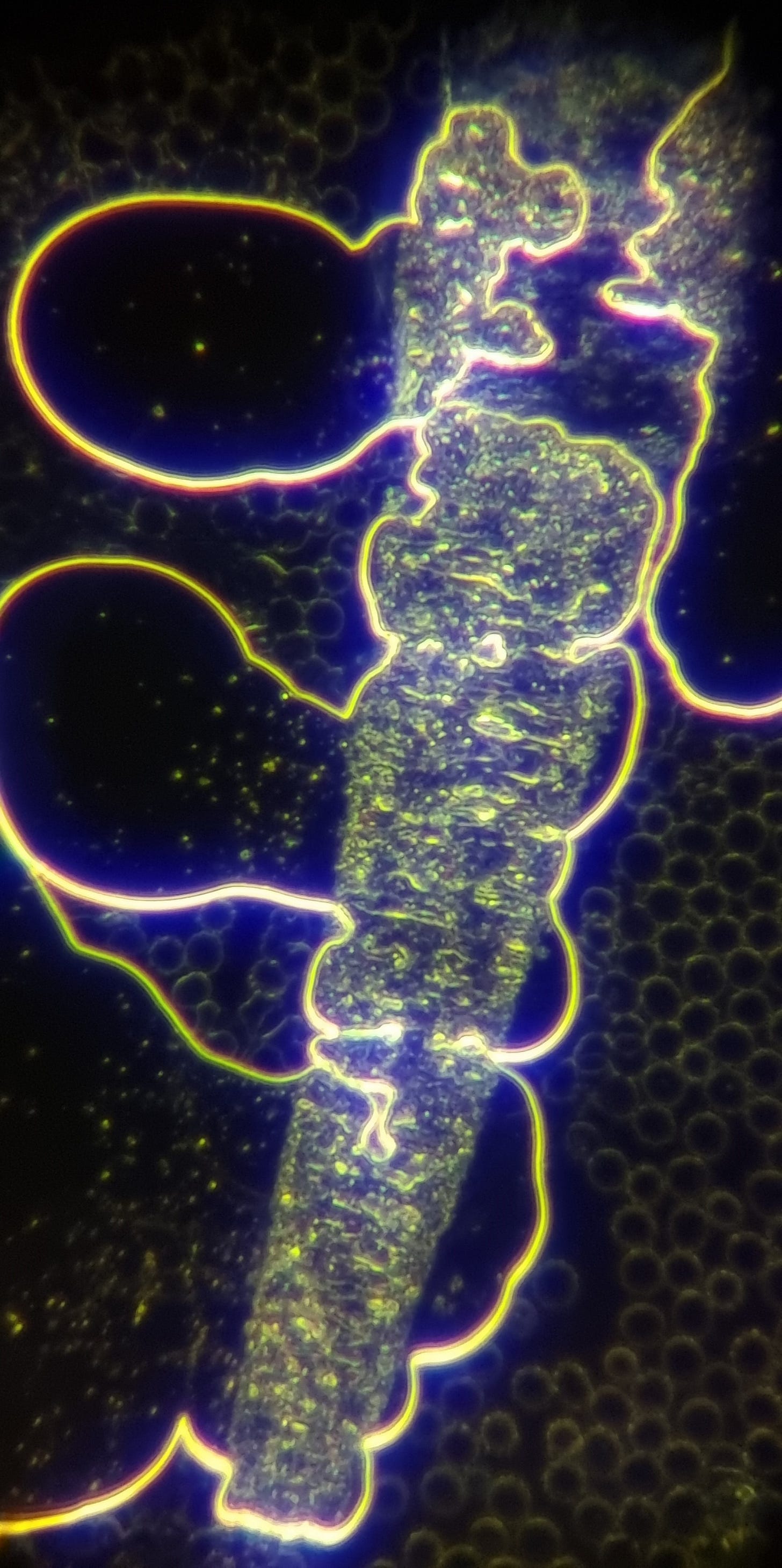 A long boring post. - by matt. j.a.o.b - matt’s microscopy